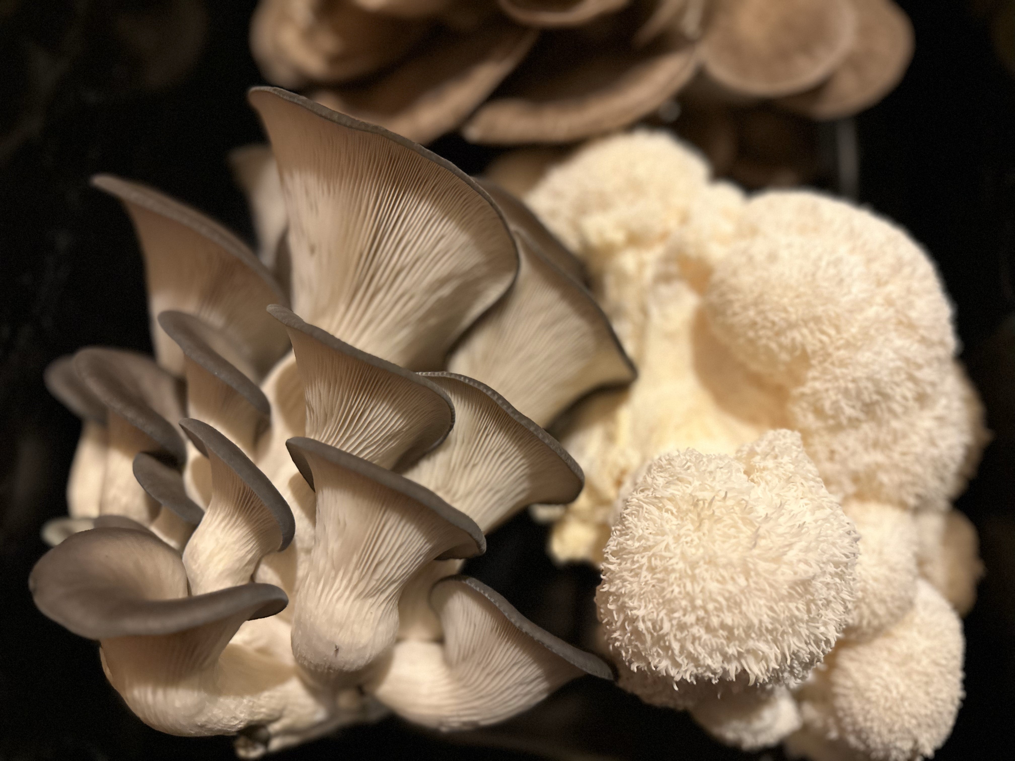 Fresh Seasonal Mix – Enchanted Farms Mushrooms