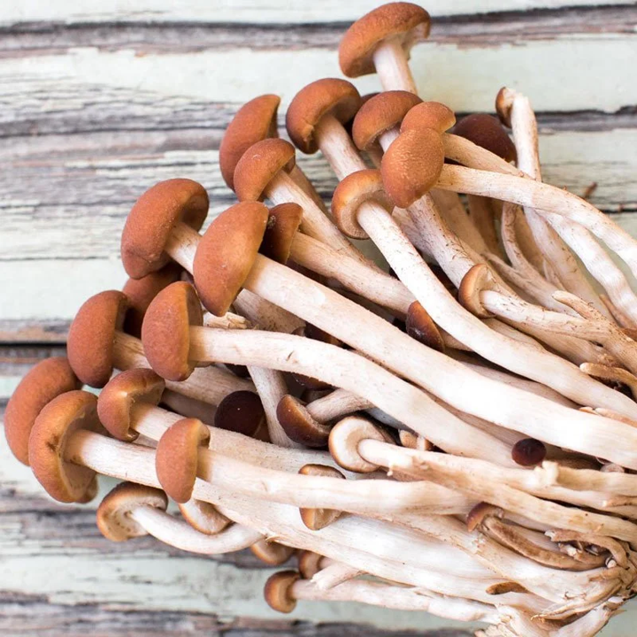 Fresh Pioppino Mushrooms – Enchanted Farms Mushrooms